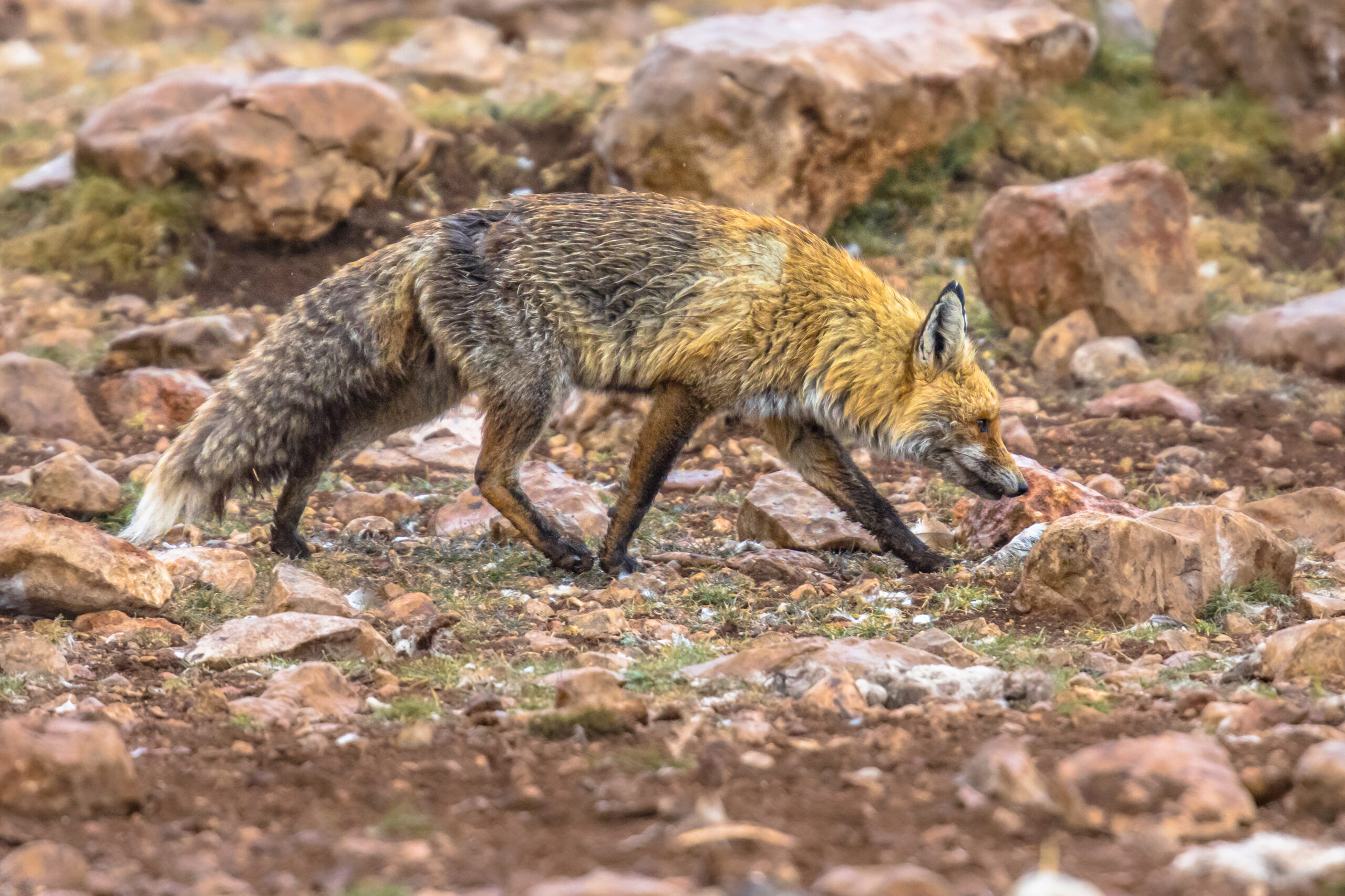 Objectives - CONDJUST